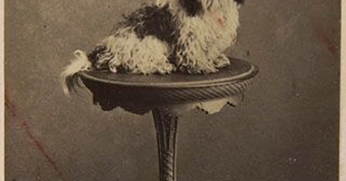 Portrait d'un chien, de l'album du capitaine Frederick Stevenson ...