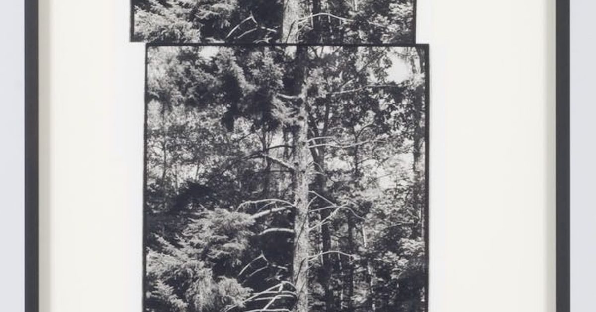 Trees' East Boothbay, Maine, July 2000, No. 30 | Musée national des ...
